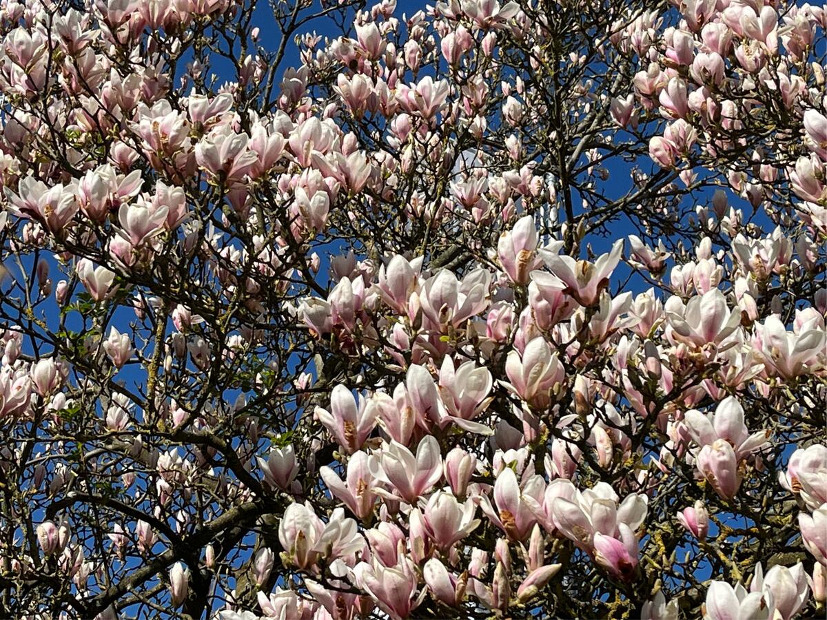Ostholstein-Museum Kloster Cismar: Nachmittagsführung am 3. Mai ...